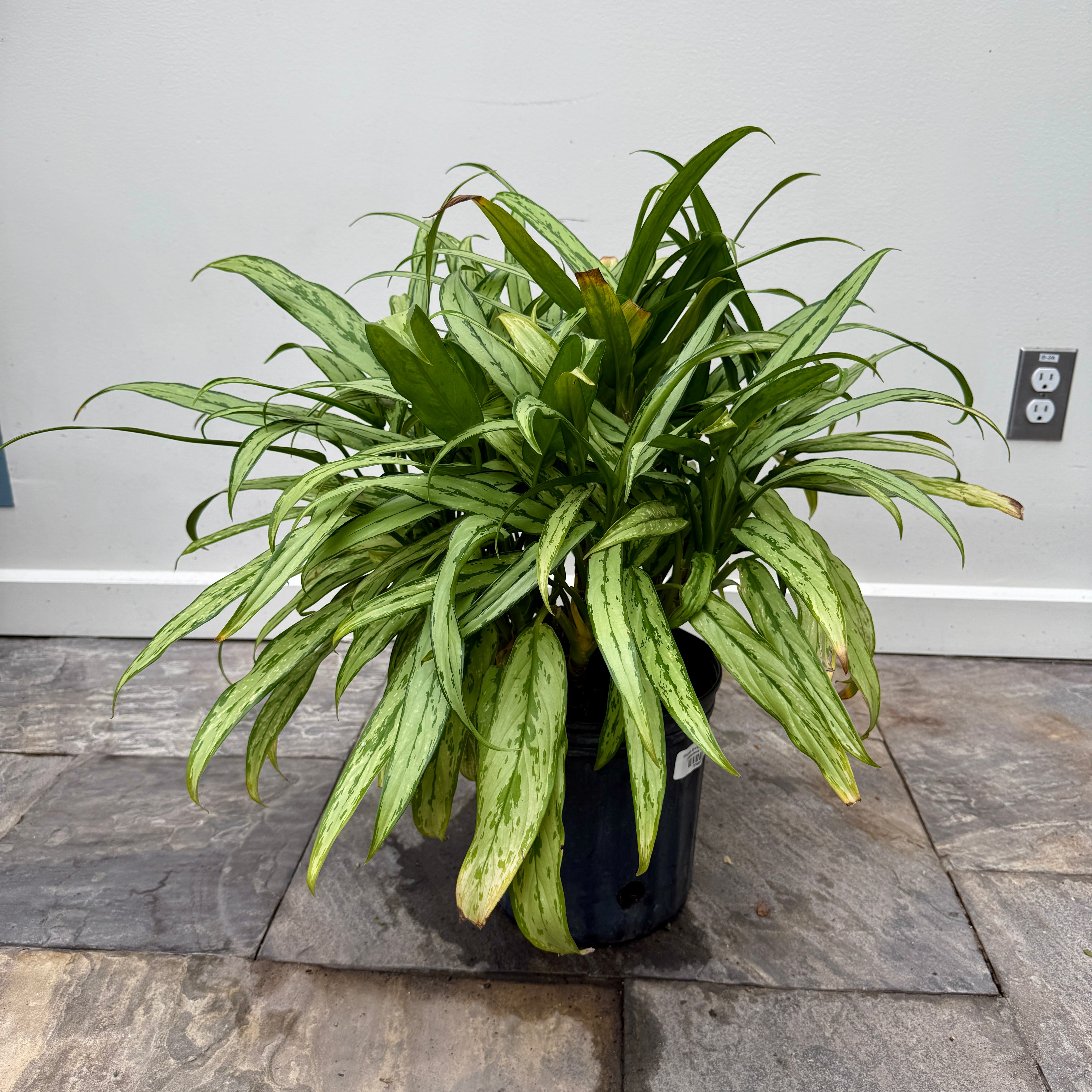 Chinese Evergreen 'Cutlass' (Aglaonema ' Cutlass') - 10" Pot