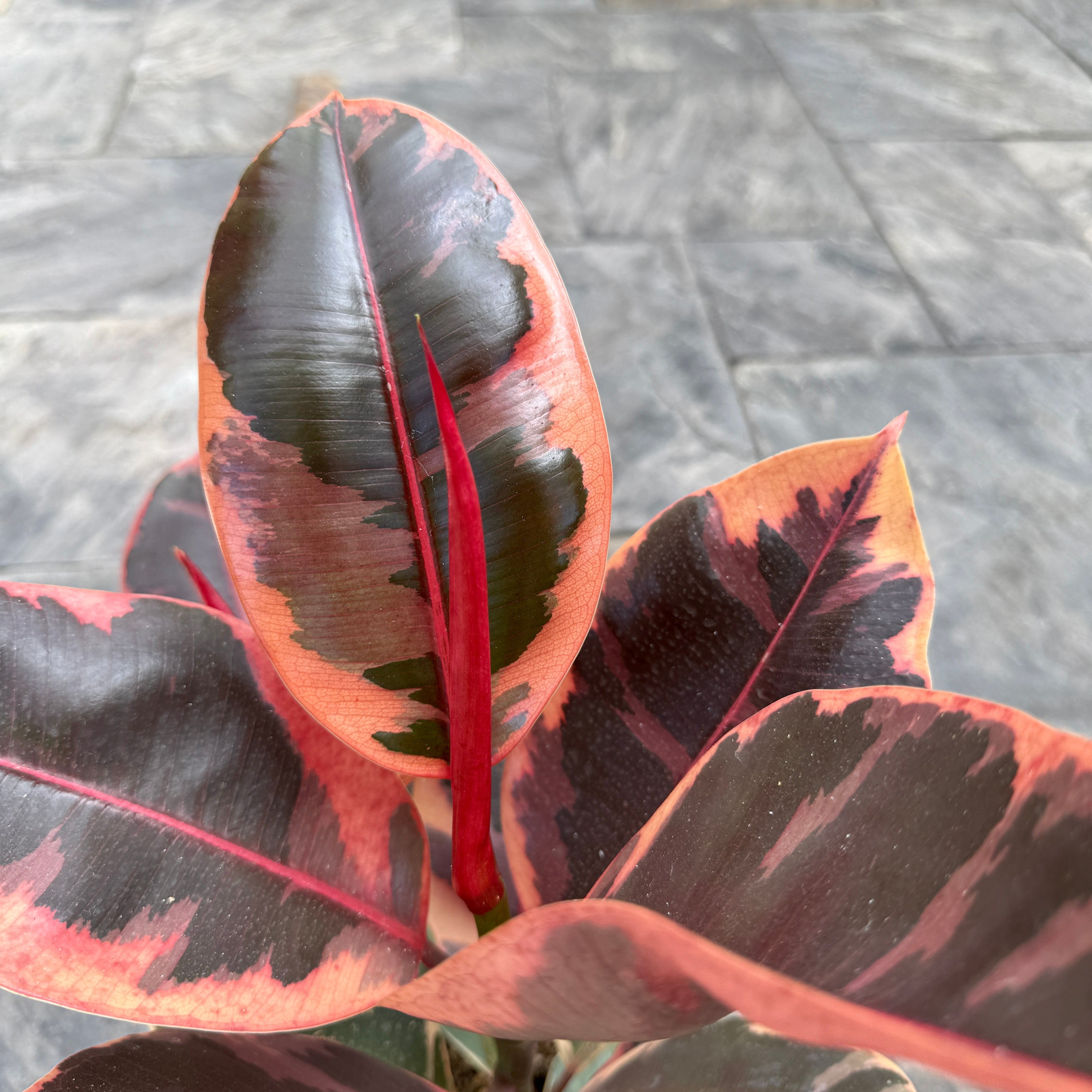 Variegated Rubber Plant 'Ruby' (Ficus elastica 'Ruby') - 8" Pot