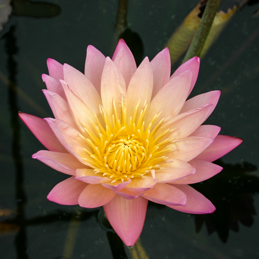 Tropical Water Lily 'Tropic Sunset' (Peach & Pink) (Nymphaea 'Tropic S